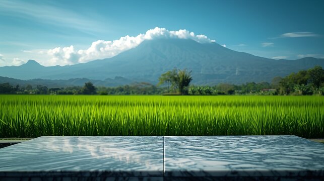 Tabletop Rice Field Backdrop Images – Browse 390 Stock Photos, Vectors ...