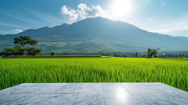 Tabletop Rice Field Backdrop Images – Browse 390 Stock Photos, Vectors ...