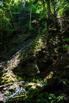 "Fundy National Park" Bilder – Durchsuchen 220 Archivfotos ...