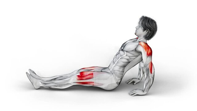 Reverse Plank Images – Browse 3,697 Stock Photos, Vectors, and Video ...