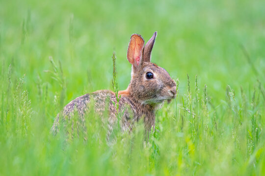 "Wild Rabbit" Images – Browse 5,109 Stock Photos, Vectors, and Video ...