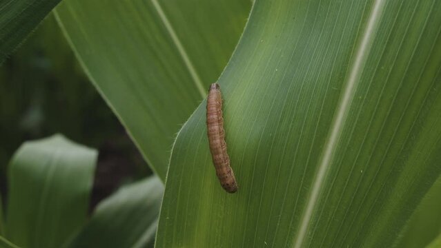 "Fall Armyworm" Images – Browse 840 Stock Photos, Vectors, and Video ...