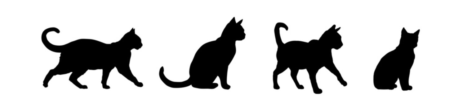 Raubkatze-Bilder: Stock-Fotos & -Videos. | Adobe Stock