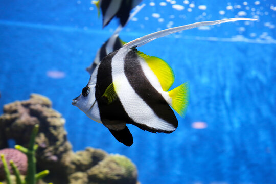 Bannerfish 이미지 – 찾아보기 16,460 스톡 사진, 벡터 및 비디오 | Adobe Stock
