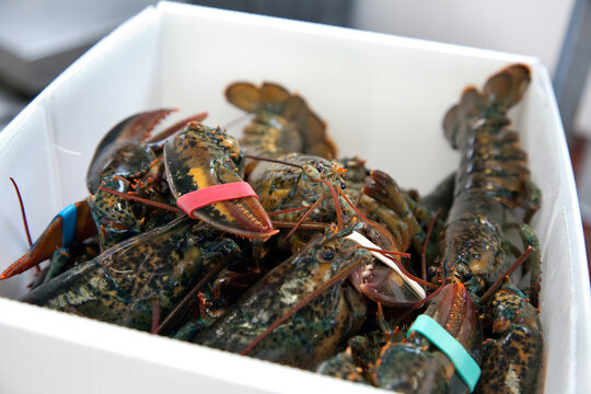 รูปภาพKreeft – เลือกดูภาพถ่ายสต็อก เวกเตอร์ และวิดีโอ4 | Adobe Stock