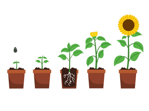 Growing Flower Stages