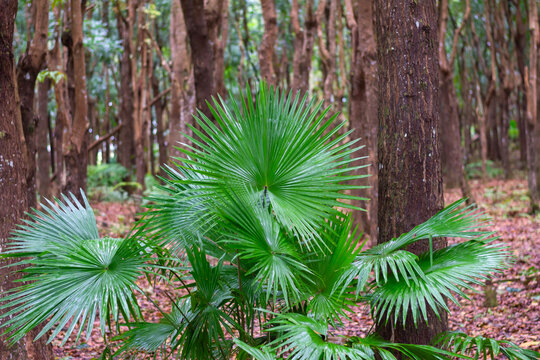 「Anahaw」の写真素材 | 407件の無料イラスト画像 | Adobe Stock