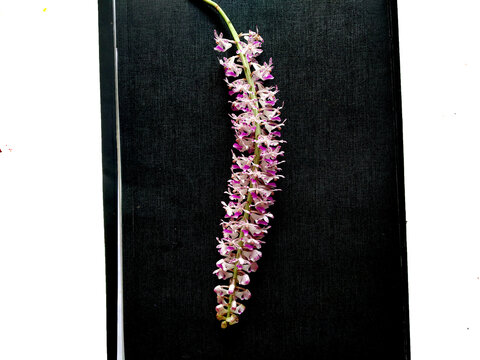 Assam State Flower Images – HD & 4K Photos Free to Download | PikWizard