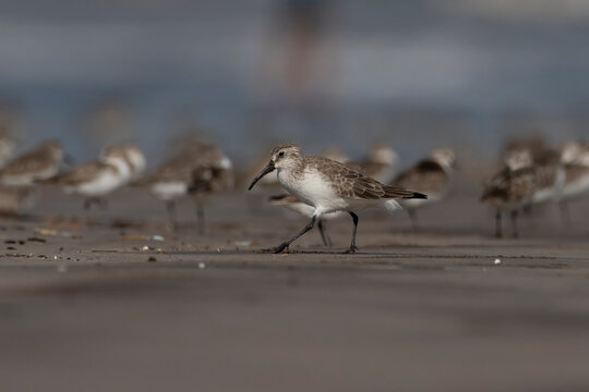 "Calidris Ferruginea" Images – Browse 1,211 Stock Photos, Vectors, and ...