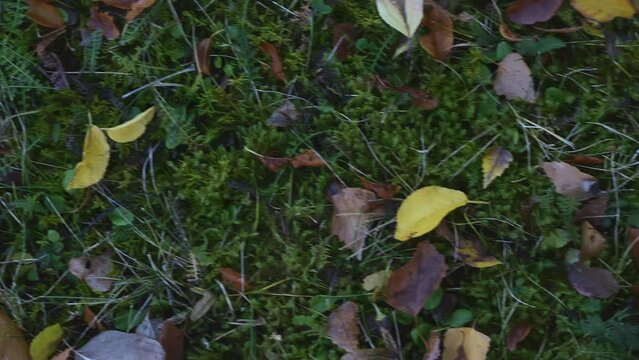 "Moss Texture" Immagini - Sfoglia 3,958 foto, vettoriali e video Stock ...