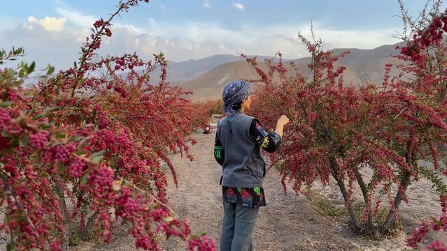 Khorasan Images – Browse 1,948 Stock Photos, Vectors, and Video | Adobe ...