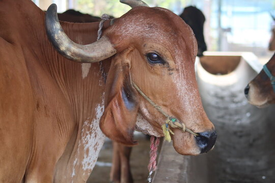 "Cow Face" Images – Browse 1,412 Stock Photos, Vectors, and Video ...