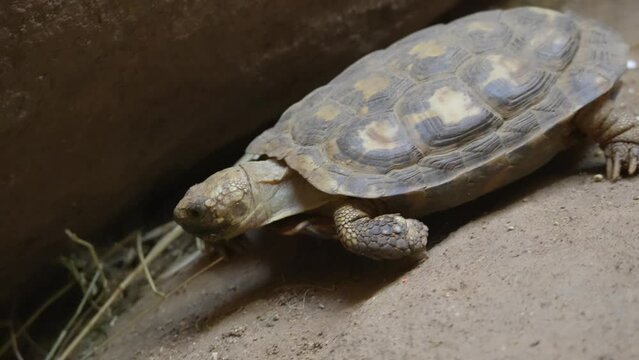 "Turtle Walking"-Bilder: Stock-Fotos & -Videos. | Adobe Stock