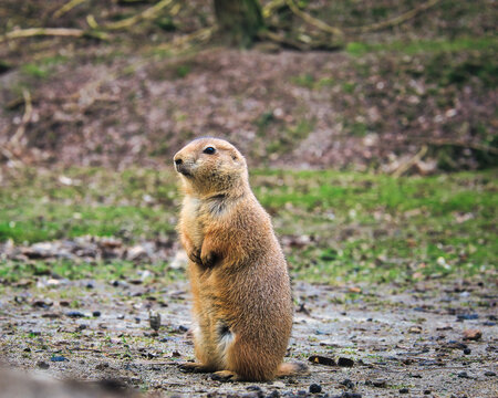 「Prairie-Dog」の写真素材 | 35,349件の無料イラスト画像 | Adobe Stock