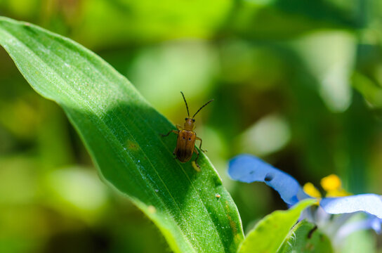 「Inceto」の写真素材 | 13件の無料イラスト画像 | Adobe Stock