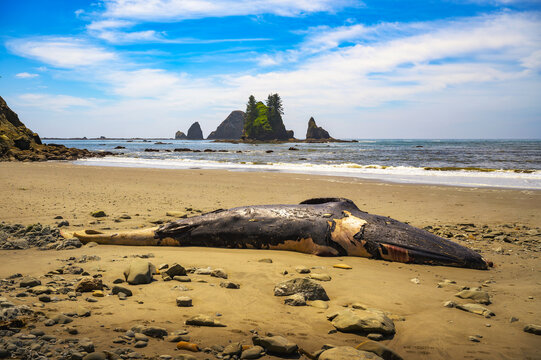 Animal Carcass"」の写真素材 | 98,999件の無料イラスト画像 | Adobe Stock