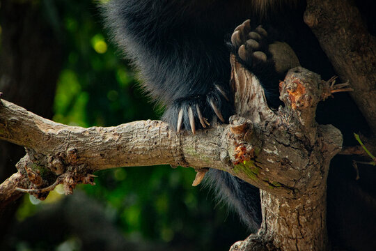 "Spectacled Bear" Images – Browse 1,525 Stock Photos, Vectors, and ...