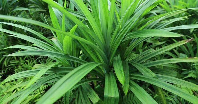 "Pandan Leaves" Images – Browse 21,123 Stock Photos, Vectors, and Video ...
