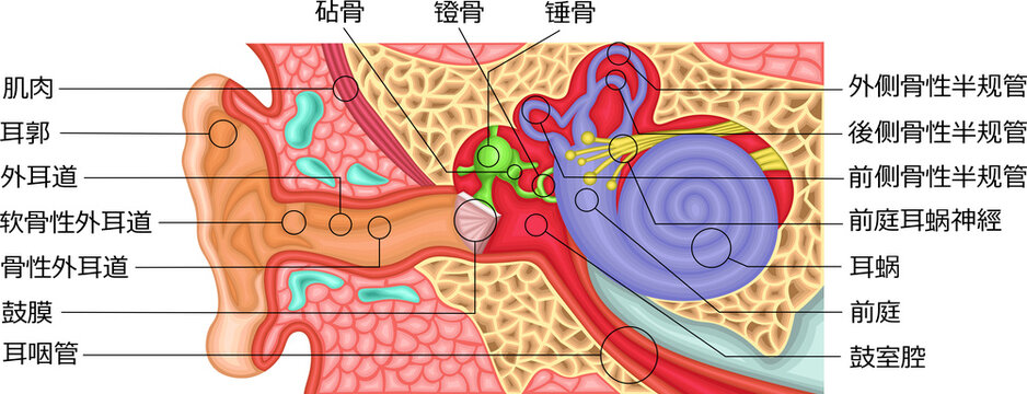 鼓膜 Images – Browse 309 Stock Photos, Vectors, and Video | Adobe Stock