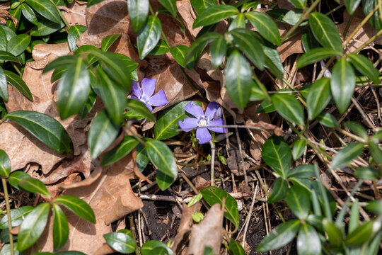 "Creeping Myrtle"-Bilder: Stock-Fotos & -Videos. | Adobe Stock