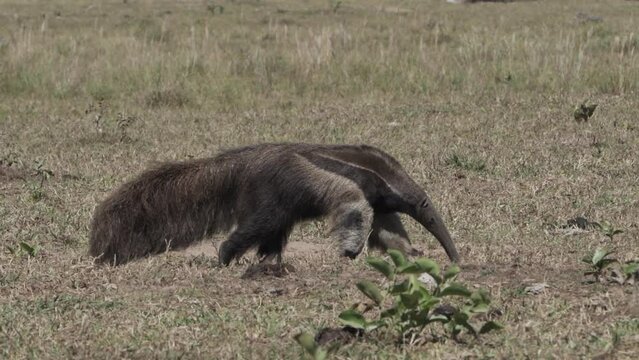 "Ant Eater" Images – Browse 951 Stock Photos, Vectors, and Video ...
