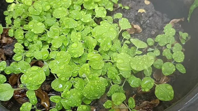 Goldenberry Images – Browse 16,528 Stock Photos, Vectors, and Video ...