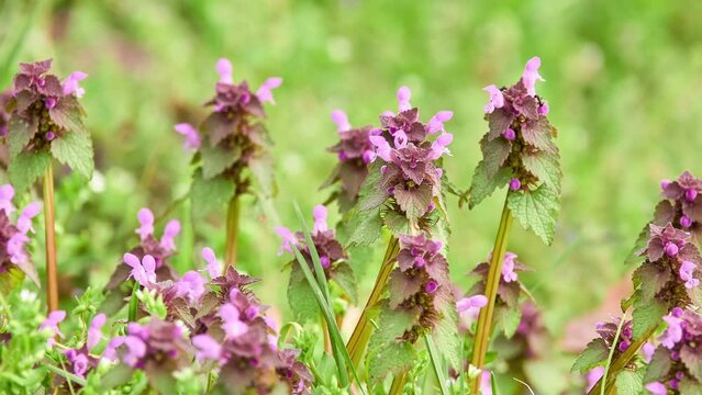 "Lamium Purpureum" Images – Browse 2,684 Stock Photos, Vectors, and ...