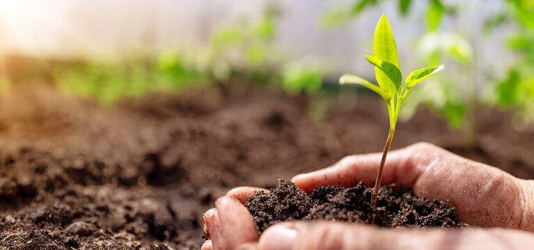 Plant Growth Hand Images – Browse 492,890 Stock Photos, Vectors, and ...