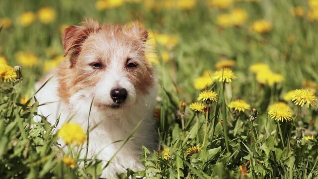 "Spring Forward" Images – Browse 1,078 Stock Photos, Vectors, and Video ...