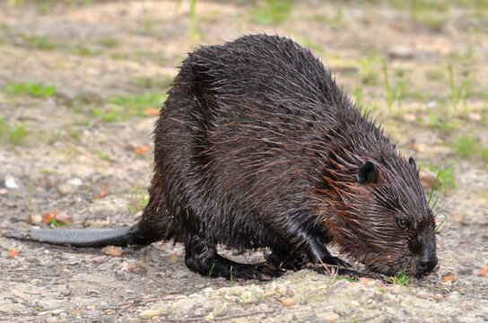 "Canadian Beaver" Images – Browse 1,894 Stock Photos, Vectors, and ...