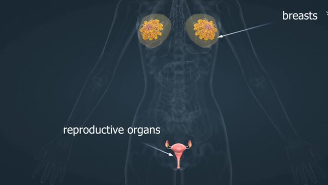 "Female Reproductive System" Images – Browse 7,304 Stock Photos ...