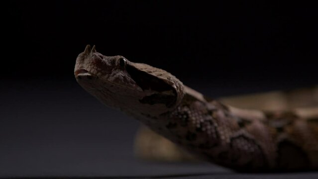 "Gaboon Viper" Bilder – Durchsuchen 557 Archivfotos, Vektorgrafiken und ...