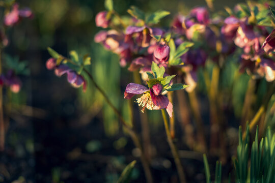 Pippa Images – Browse 69 Stock Photos, Vectors, and Video | Adobe Stock