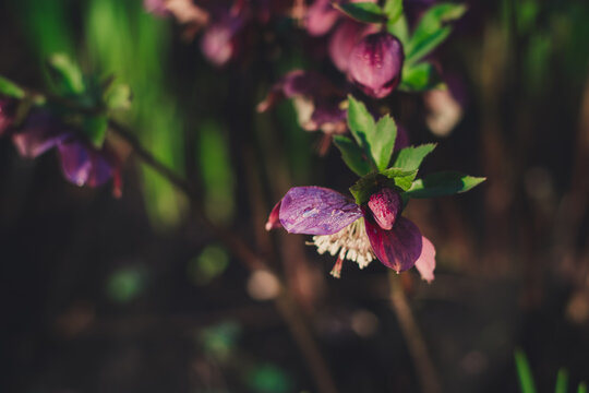 Pippa Images – Browse 69 Stock Photos, Vectors, and Video | Adobe Stock