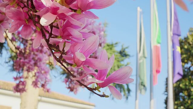 "Pink Magnolia" Bilder – Durchsuchen 1,663 Archivfotos, Vektorgrafiken ...