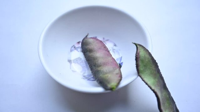 "Hyacinth Bean" Images – Browse 1,919 Stock Photos, Vectors, and Video ...