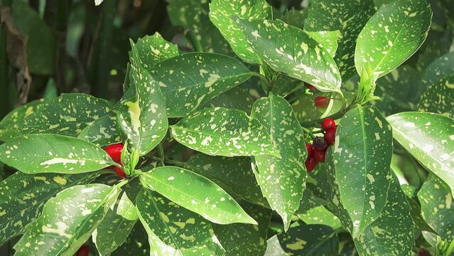 "Aucuba Japonica" Images – Browse 1,463 Stock Photos, Vectors, and ...