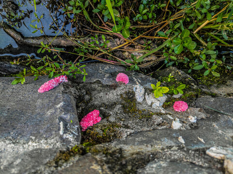 "Snail Eggs" Images – Browse 592 Stock Photos, Vectors, and Video ...
