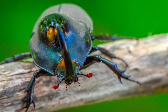 Cascarudo Images – Browse 18 Stock Photos, Vectors, and Video | Adobe Stock