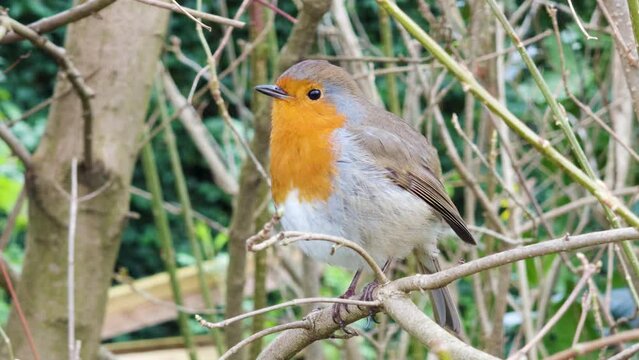 "Puffed Up" Images – Browse 1,462 Stock Photos, Vectors, and Video ...