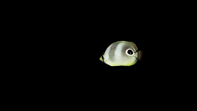 Fish Green Screen Images – Browse 5,032 Stock Photos, Vectors, and ...