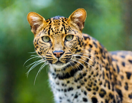 "Asian Leopard Cat" Images – Browse 3,590 Stock Photos, Vectors, and ...