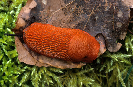 "Arion Rufus" Images – Browse 1,034 Stock Photos, Vectors, and Video ...