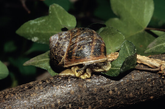 "Helix Aspersa" Images – Browse 5,581 Stock Photos, Vectors, and Video ...