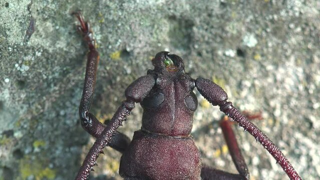 Roundhead Images – Browse 1,548 Stock Photos, Vectors, and Video ...