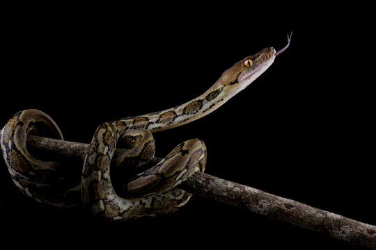 "Python Reticulatus" Images – Browse 1,736 Stock Photos, Vectors, and ...