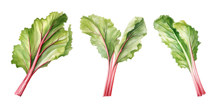 "Rhubarb Stalk" Images – Browse 95 Stock Photos, Vectors, and Video ...
