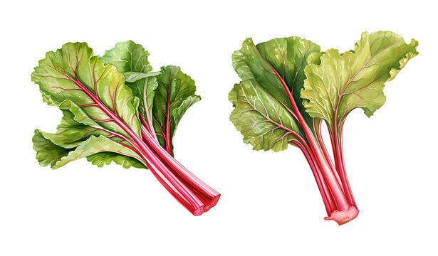 "Rhubarb Stalk" Images – Browse 95 Stock Photos, Vectors, and Video ...