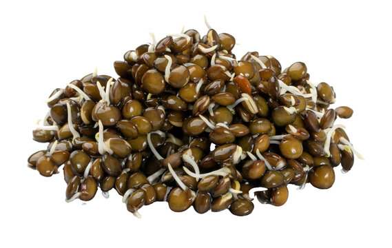 "Minapa Pappu"-Bilder: Stock-Fotos & -Videos. | Adobe Stock