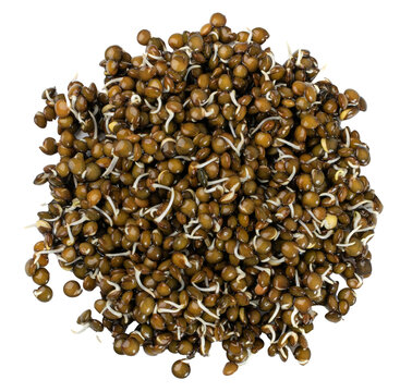 "Minapa Pappu"-Bilder: Stock-Fotos & -Videos. | Adobe Stock